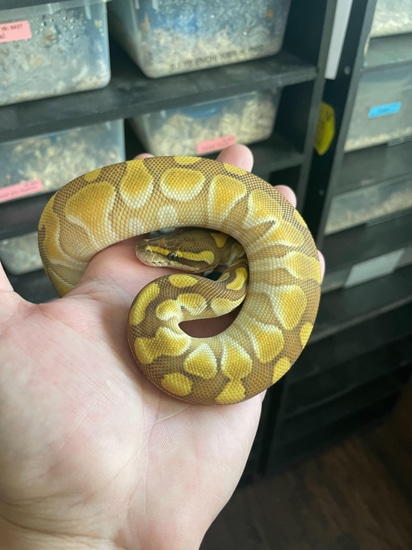 Lesser Enchi Pos Asphalt Ball Python by Morphgasm Exotics