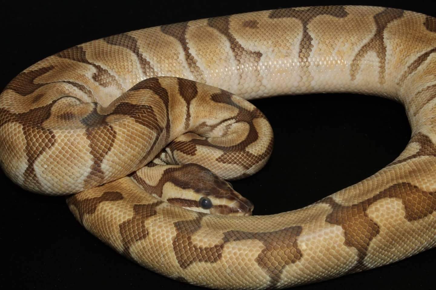 Lesser Enchi Woma Ball Python by Custom Scales - MorphMarket