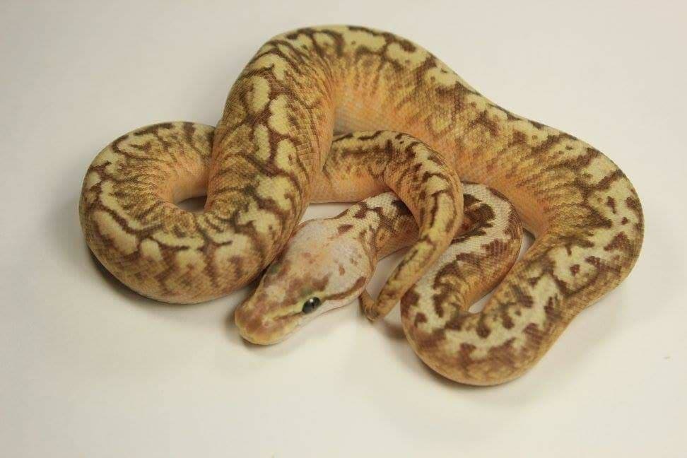 BumbleBee Sunset Ball Python by Custom Scales - MorphMarket