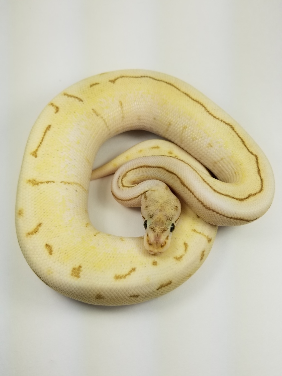 Enchi Spinner Lesser Ball Python by Custom Scales - MorphMarket