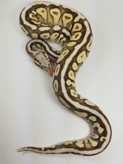Firefly Lesser Spotnose Ball Python by Custom Scales