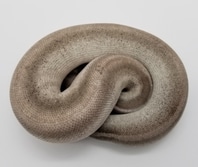 Lesser Cinnamon Banana Clown Ball Python by Custom Scales - MorphMarket