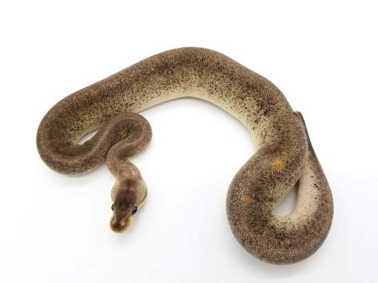 Siren Pewter Blast Poss Vanilla Ball Python by Custom Scales