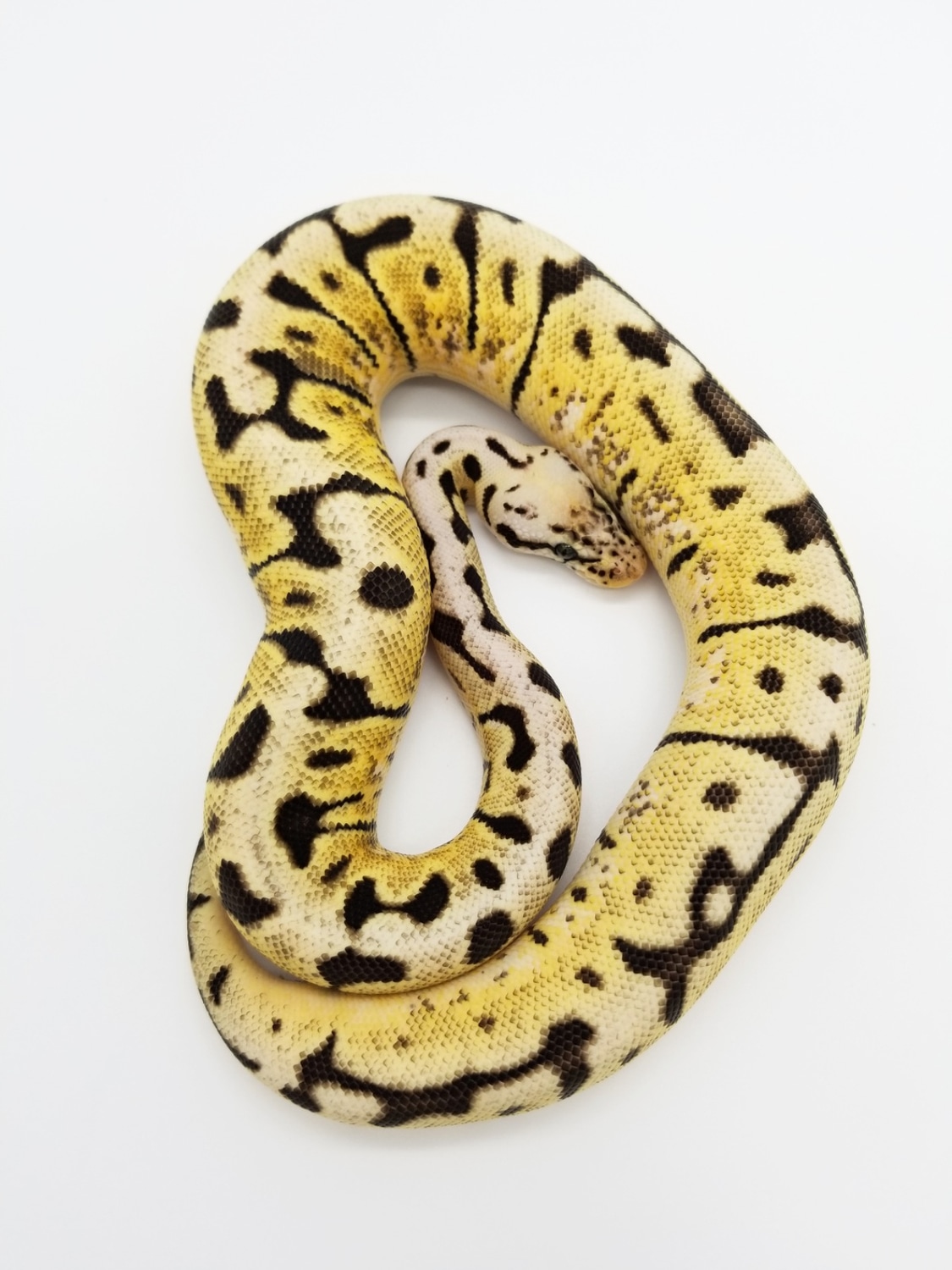 Bumblebee Dh Clown/albino Ball Python by Custom Scales - MorphMarket