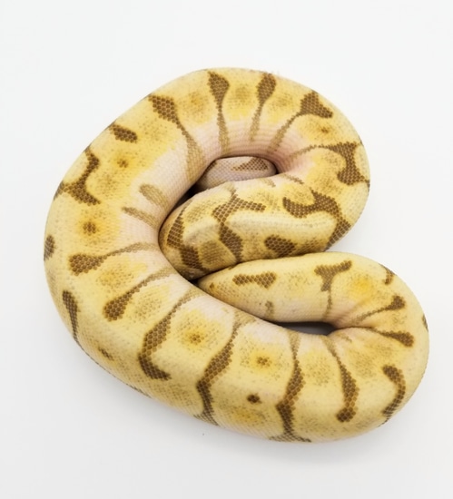 Super Enchi Pastel Lesser Spider Poss Calico Ball Python by Custom Scales