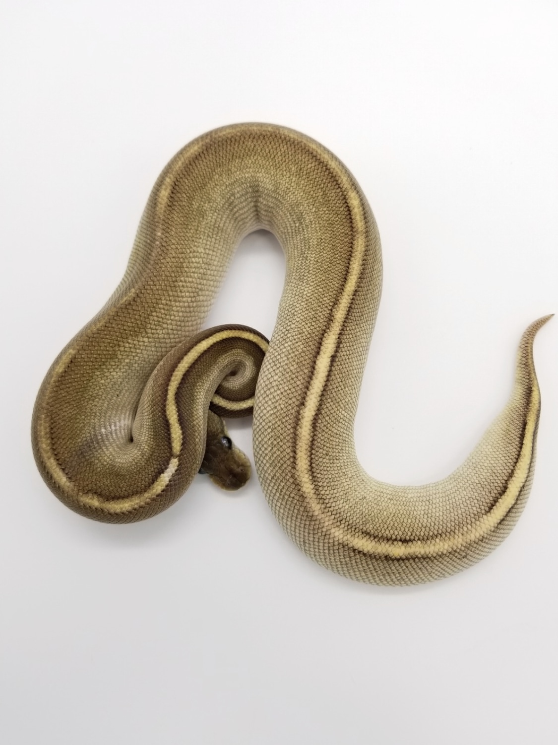 Siren Mojave Spotnose Ball Python by Custom Scales - MorphMarket