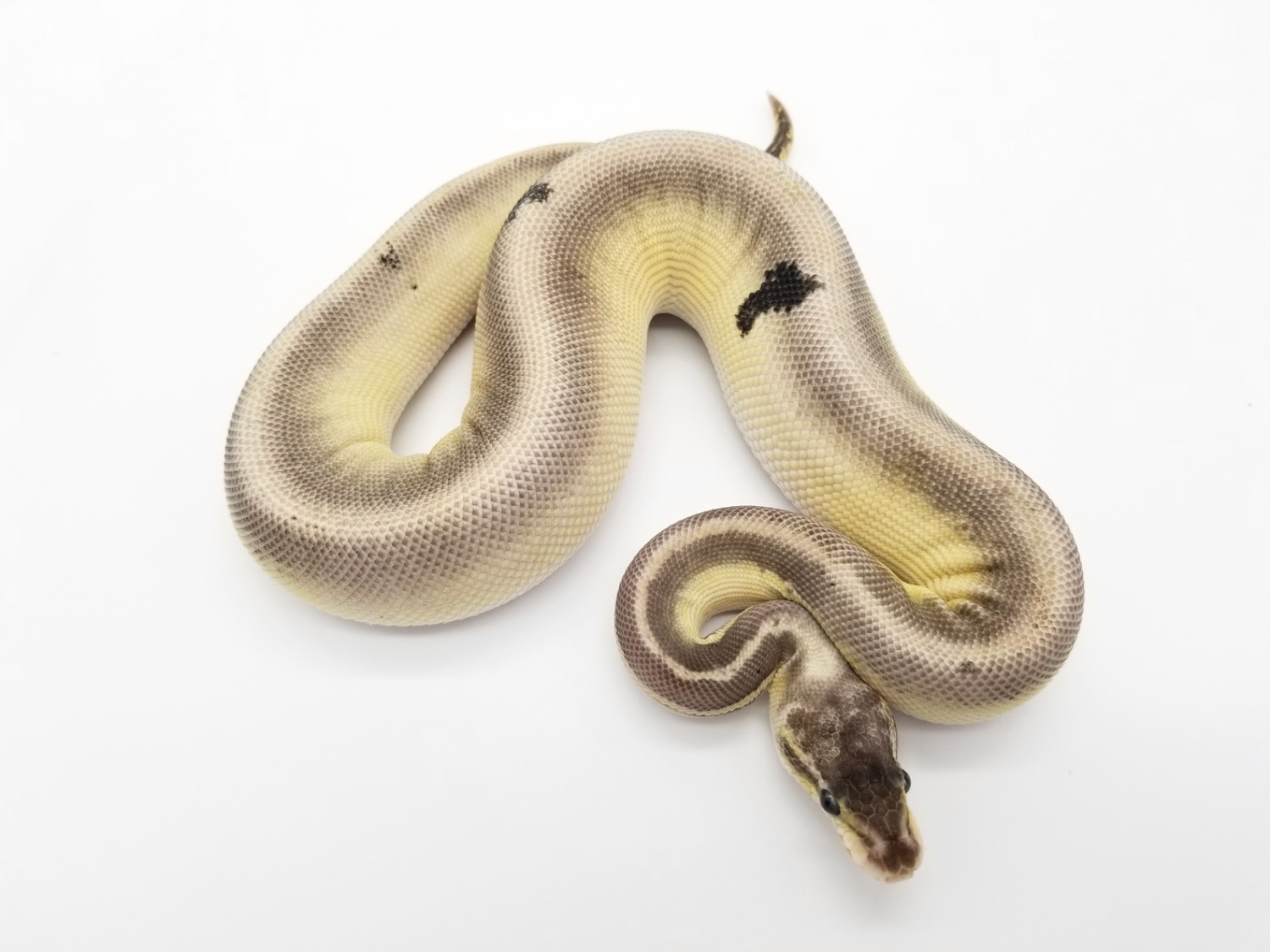 Soul Sucker Enchi Pinstripe Poss Calico Ball Python by Custom Scales ...