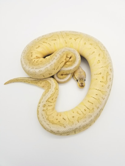 Super Emperor Pin Ball Python by Custom Scales
