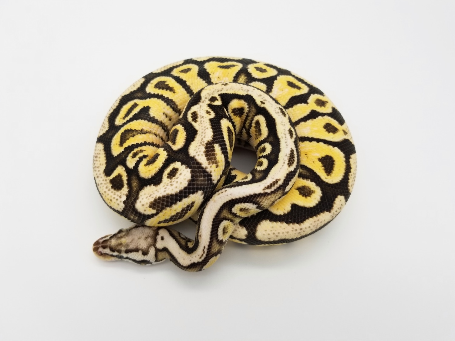 Firefly Spotnose 66% DH Albino/Hypo Ball Python by Custom Scales ...