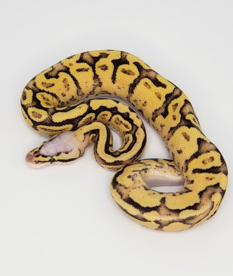 Vanilla Scream Ball Python by Custom Scales