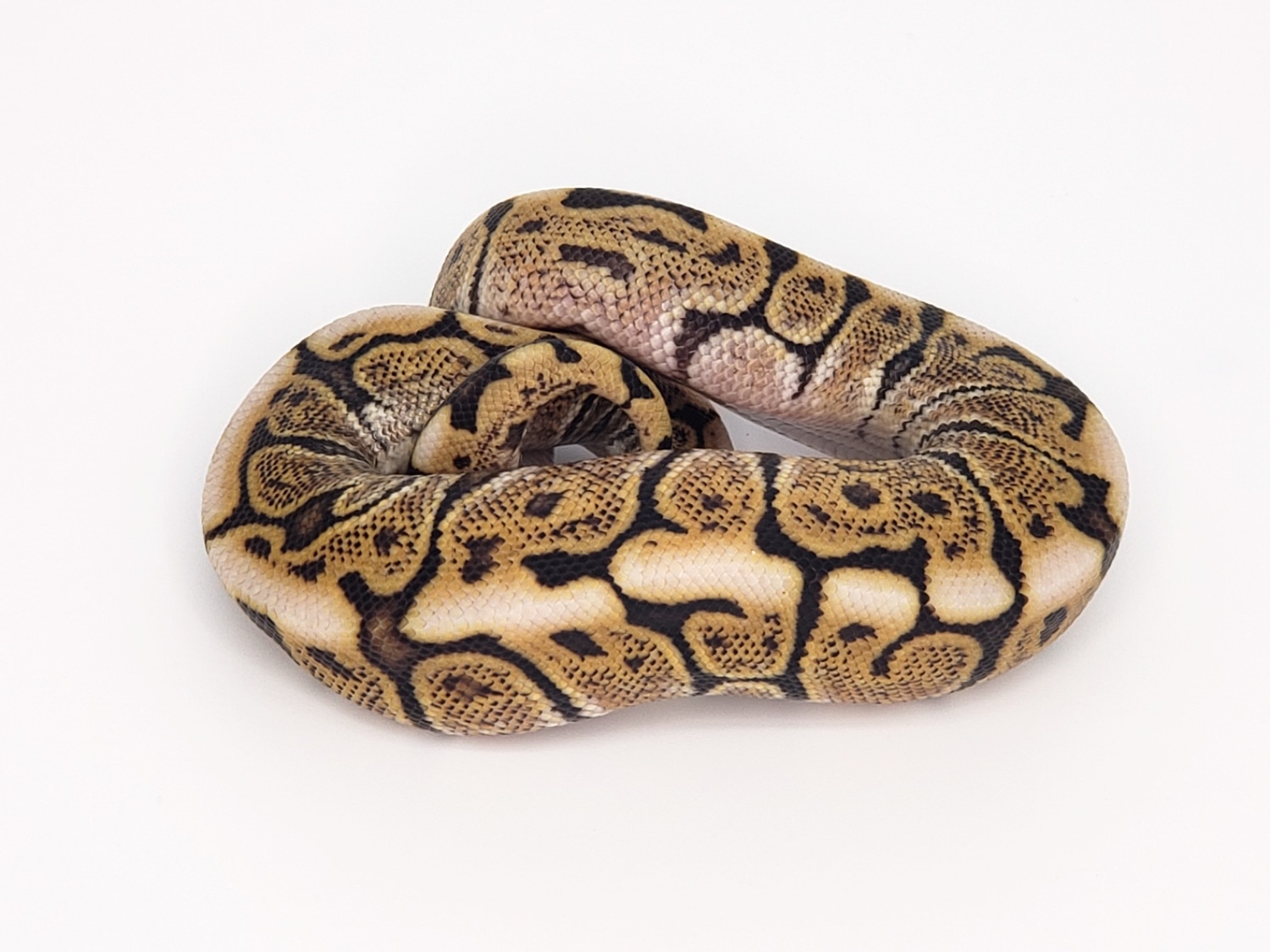 Phantom Spider Ghi Ball Python by Custom Scales - MorphMarket