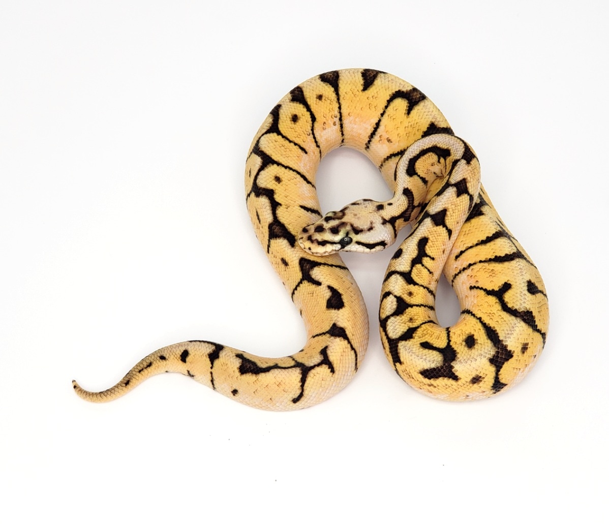 Bumblebee Ball Python by Custom Scales - MorphMarket