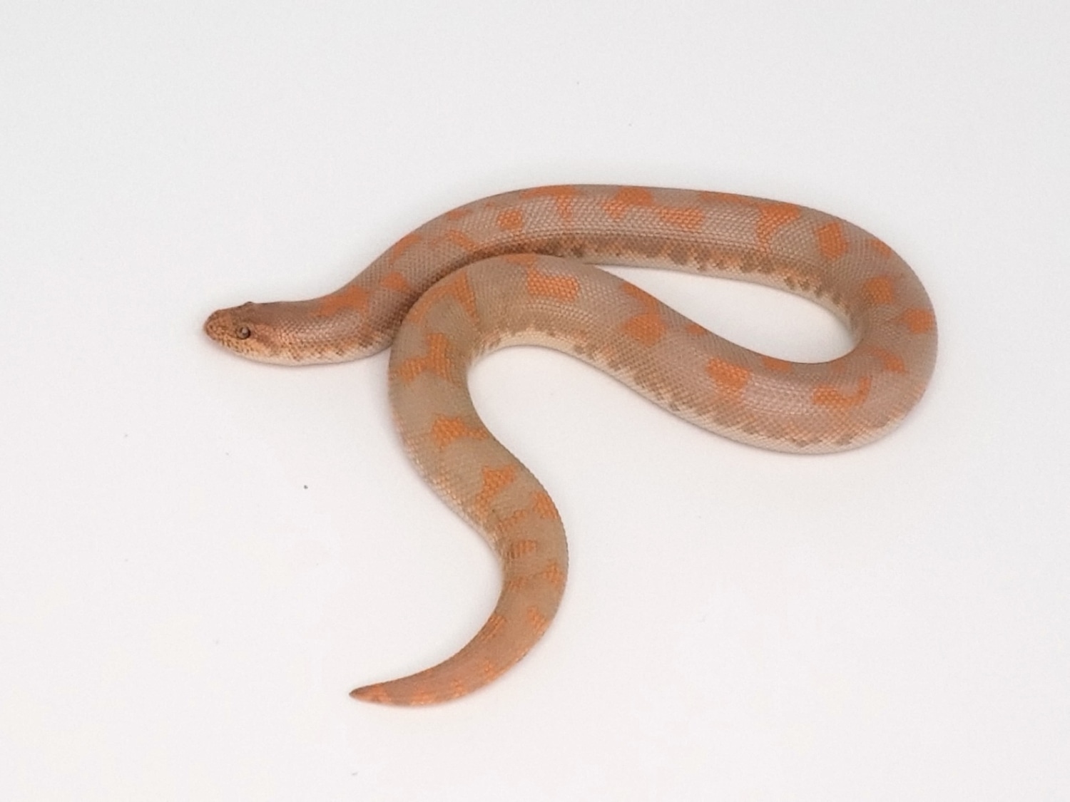 Albino Het Snow Kenyan Sand Boa by Custom Scales - MorphMarket