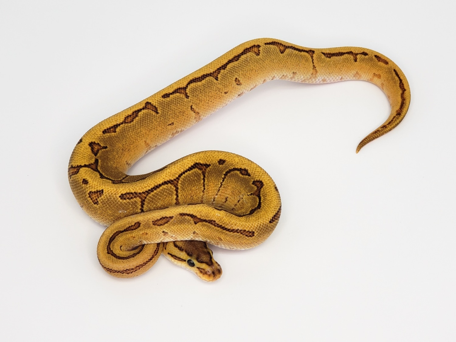 Pinstripe Enchi Vanilla Ball Python by Custom Scales - MorphMarket