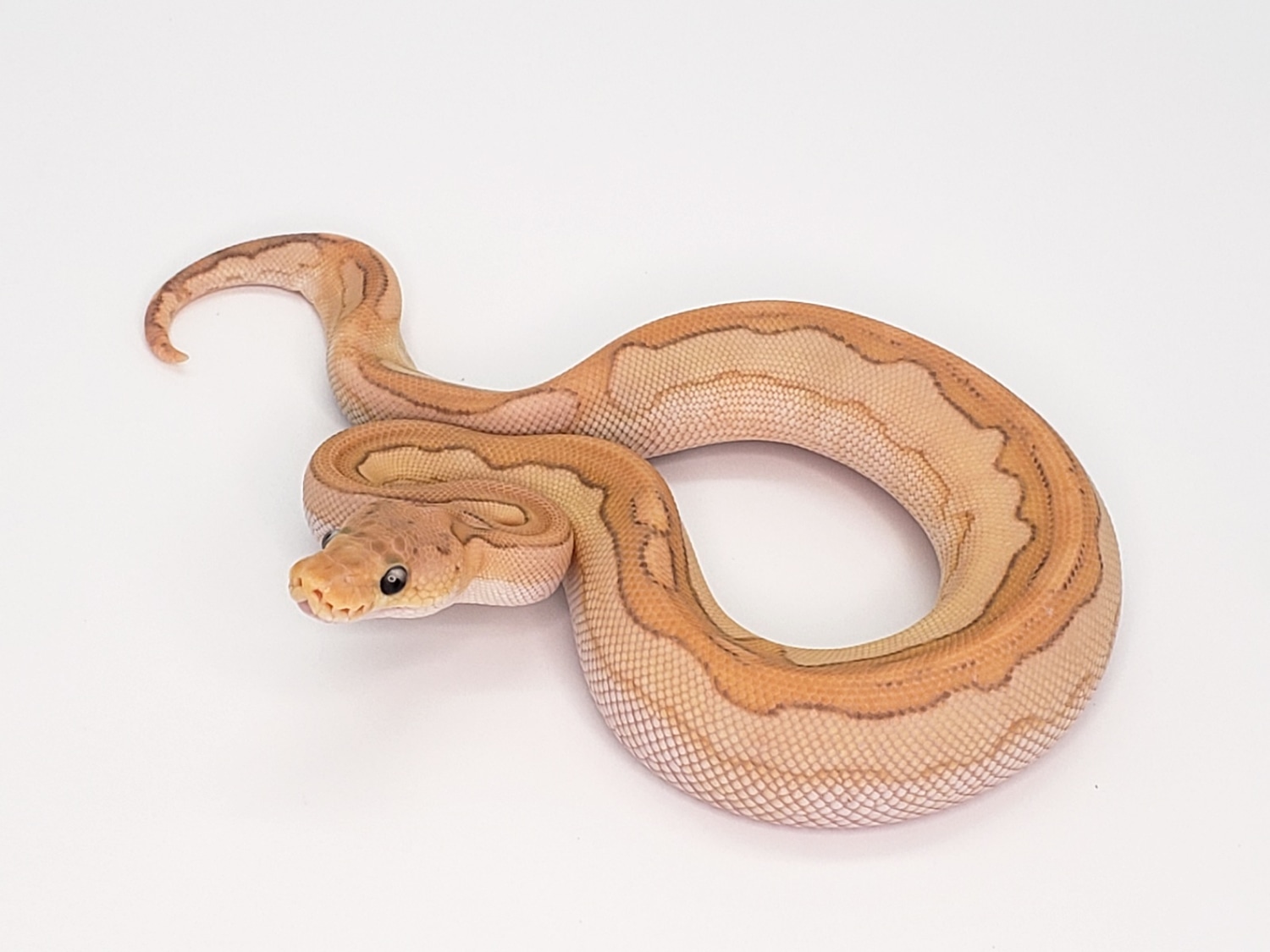 Lesser Cinnamon Banana Clown Ball Python by Custom Scales - MorphMarket
