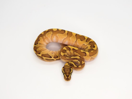 Fire Lesser Enchi Ball Python by Custom Scales
