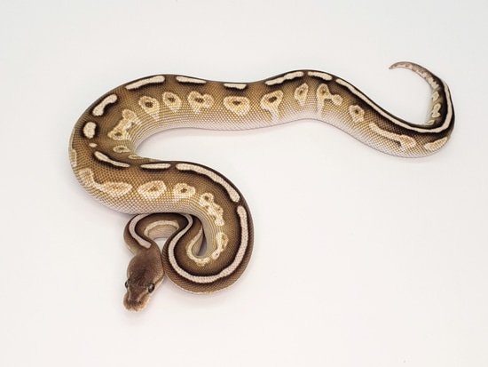 Cinnamon Lesser Cypress Ball Python by Custom Scales