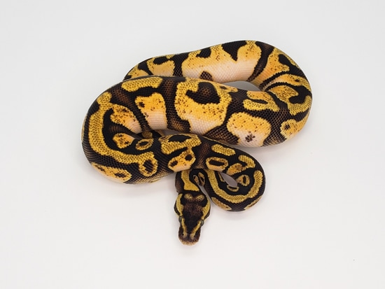 Pastel Enchi Calico Ball Python by Custom Scales
