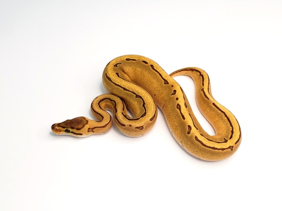 Fire Enchi Pinstripe Ball Python by Custom Scales