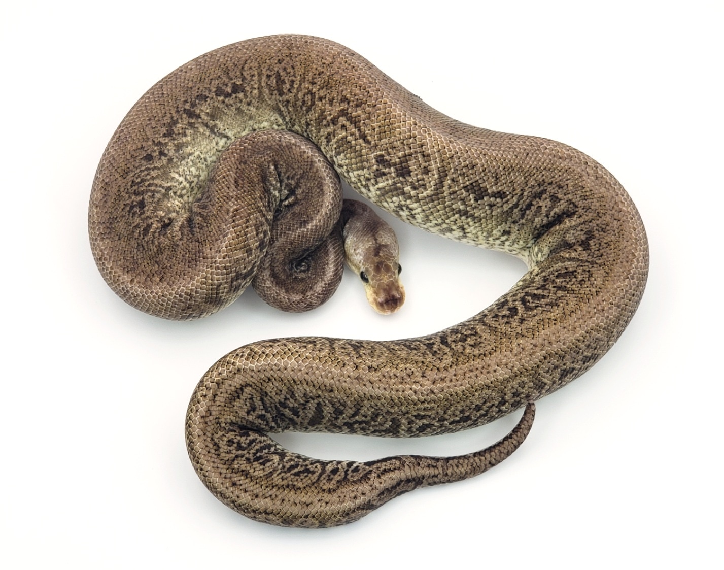 Pastel Gargoyle Spotnose Redstripe Ball Python by Custom Scales ...