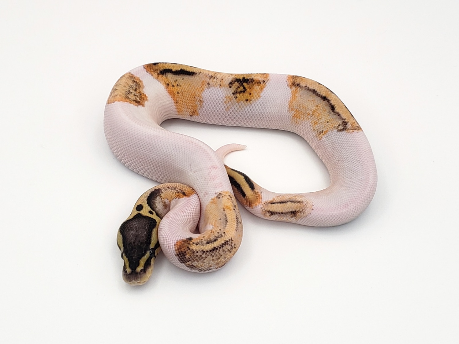 Super Pastel Pied Ball Python by Custom Scales - MorphMarket