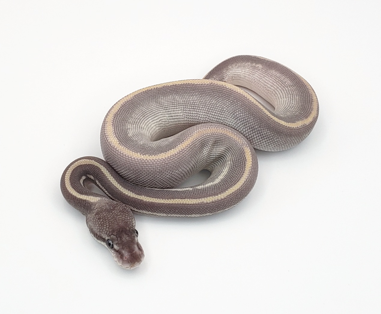 Leopard Purple Passion Ball Python by Custom Scales - MorphMarket