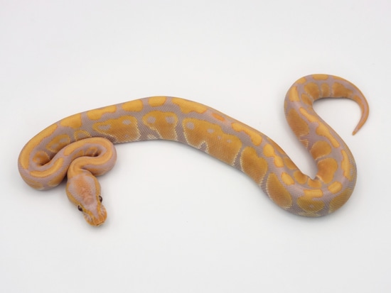 Candy Ball Python by Custom Scales