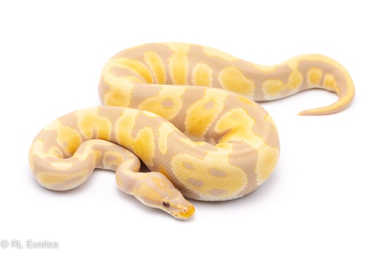 Leopard Candino Ball Python by Custom Scales
