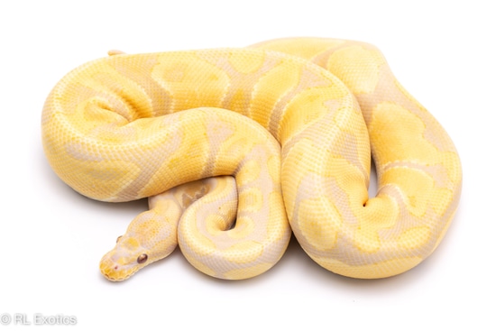 Candino Het Pied Ball Python by Custom Scales