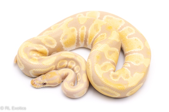 Candino Het Pied Ball Python by Custom Scales