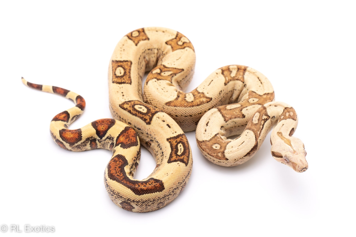 VPI Jungle Boa Constrictor by Custom Scales - MorphMarket