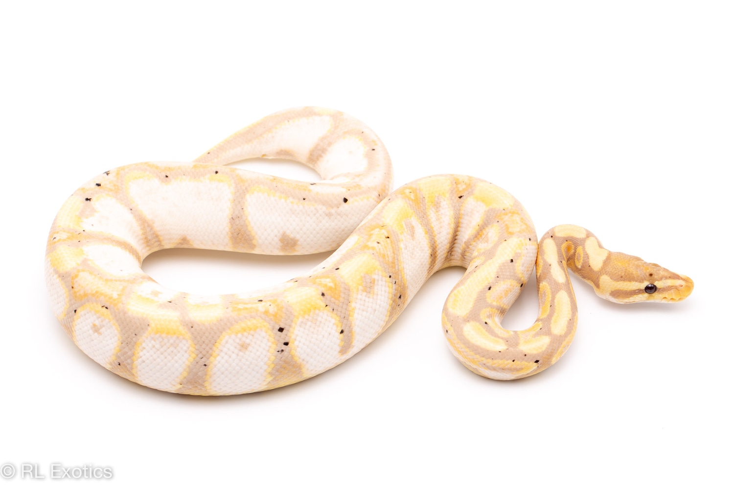 Banana Calico Possible Hydra Ball Python by Custom Scales - MorphMarket