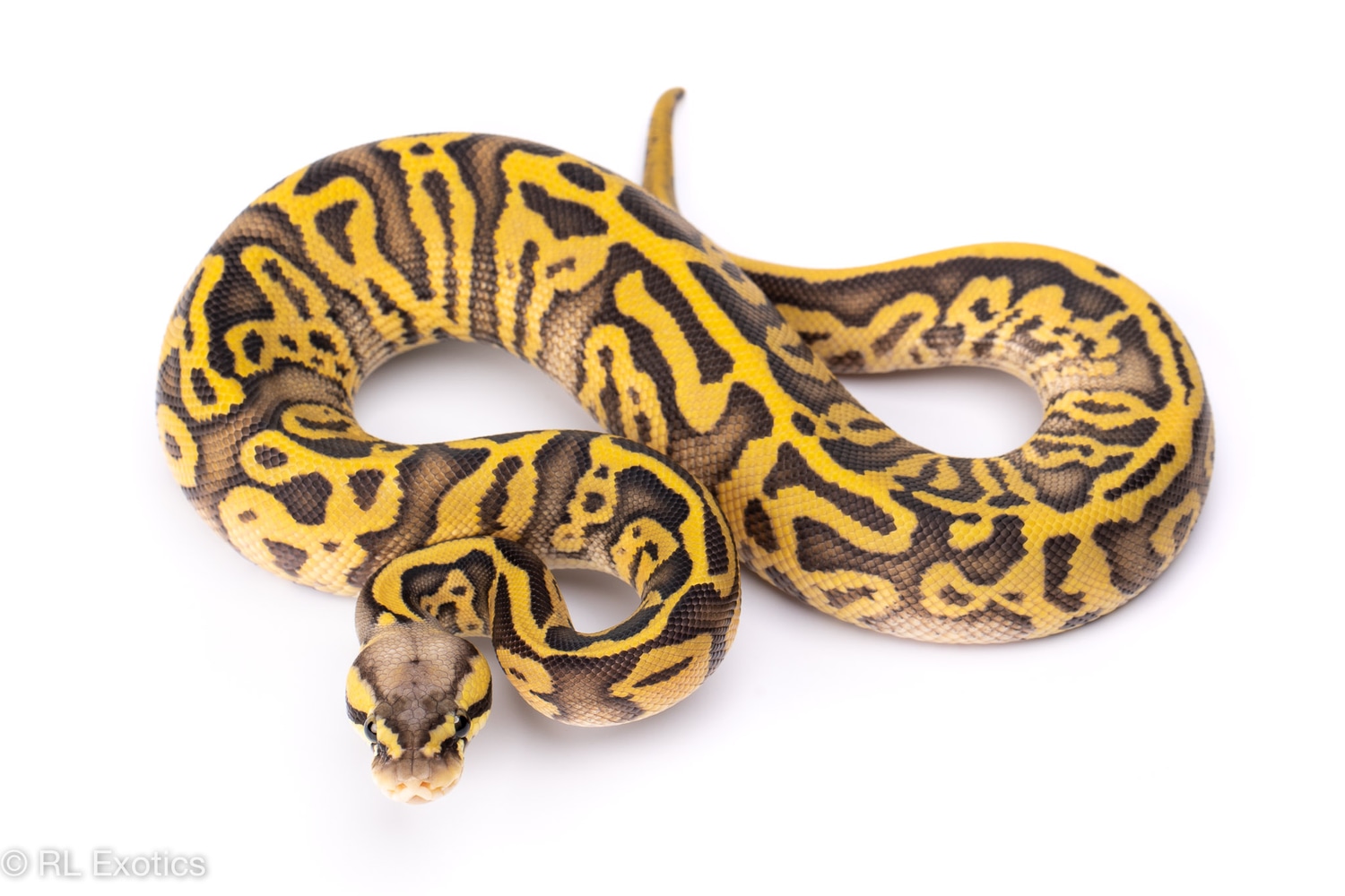 Super Pastel Leopard Het Pied Ball Python by Custom Scales - MorphMarket