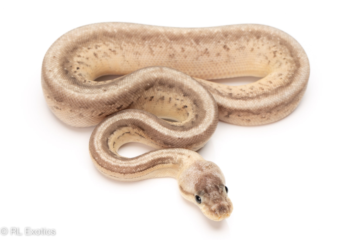 Pewter Spinner Ball Python by Custom Scales - MorphMarket