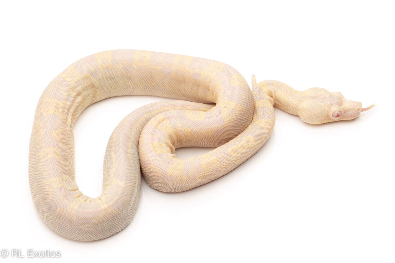 Img Motley Sharp Snowglow Boa Constrictor by Custom Scales - MorphMarket
