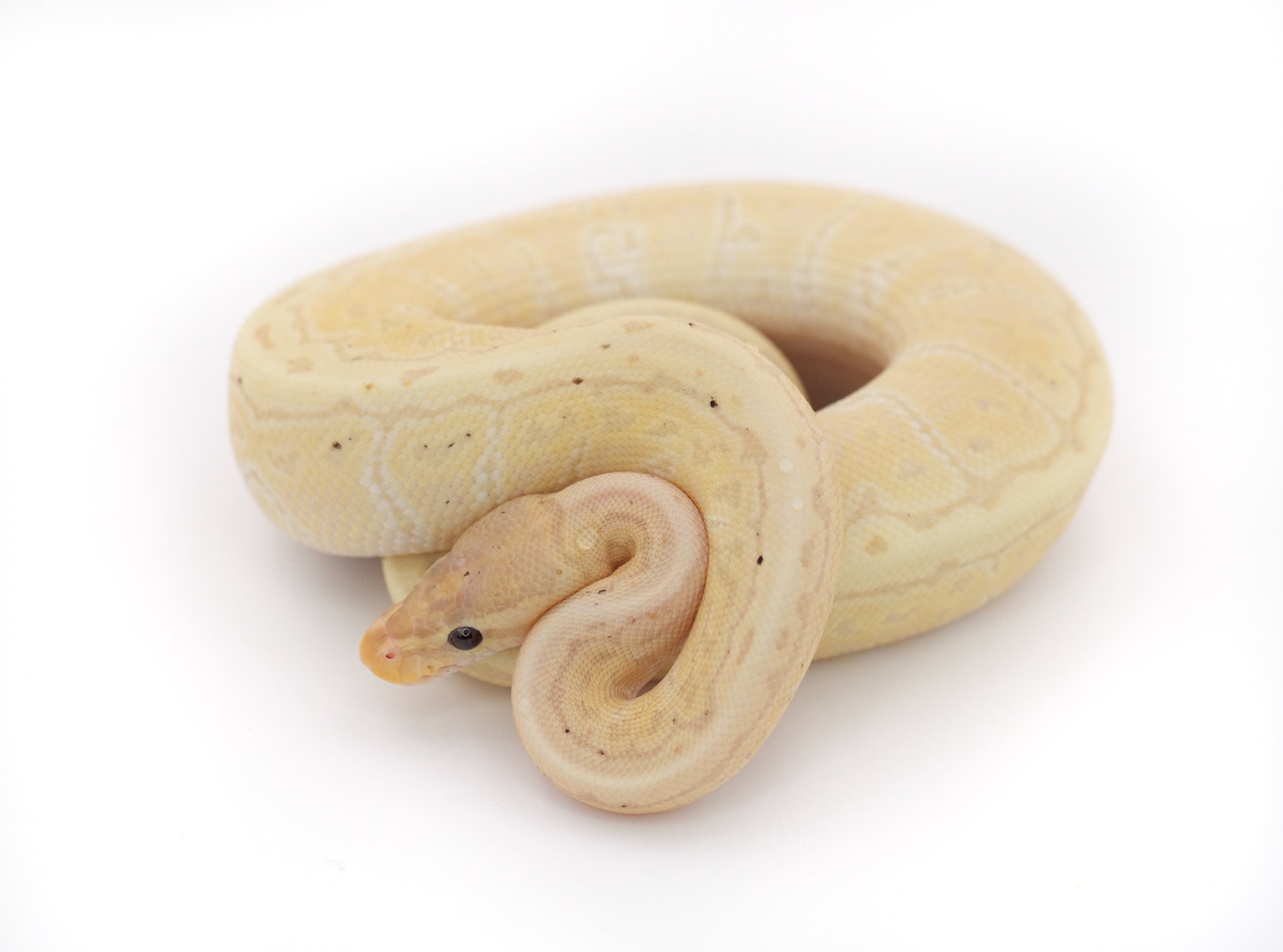 Banana Pinstripe Ball Python by Custom Scales - MorphMarket