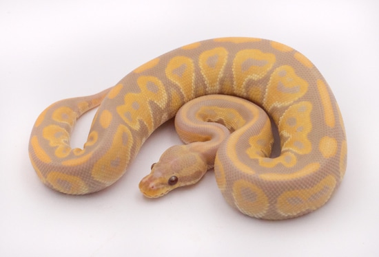 Black Pastel Candino Ball Python by Custom Scales