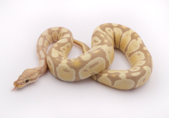 Candino Ball Python by Custom Scales