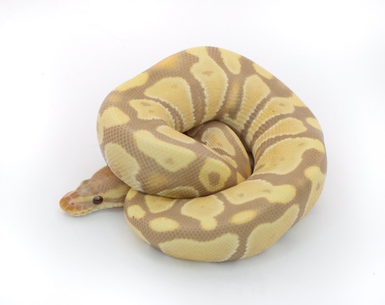 Candino Ball Python by Custom Scales