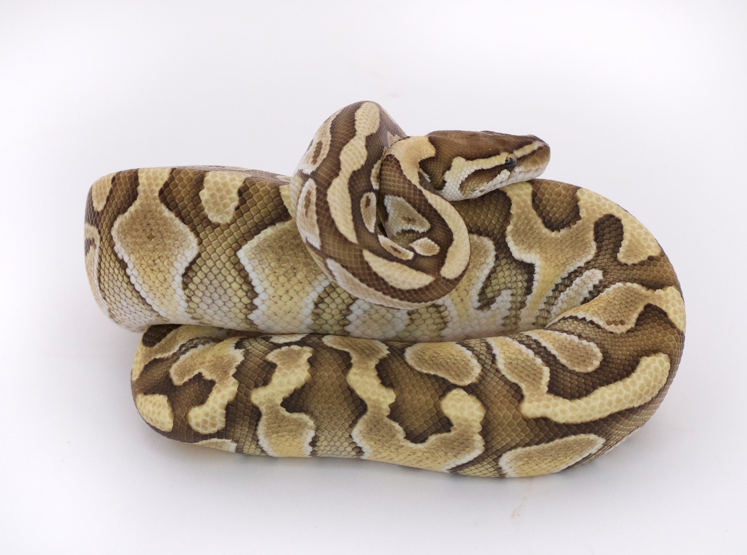 Lesser Het Puzzle Ball Python by Custom Scales - MorphMarket