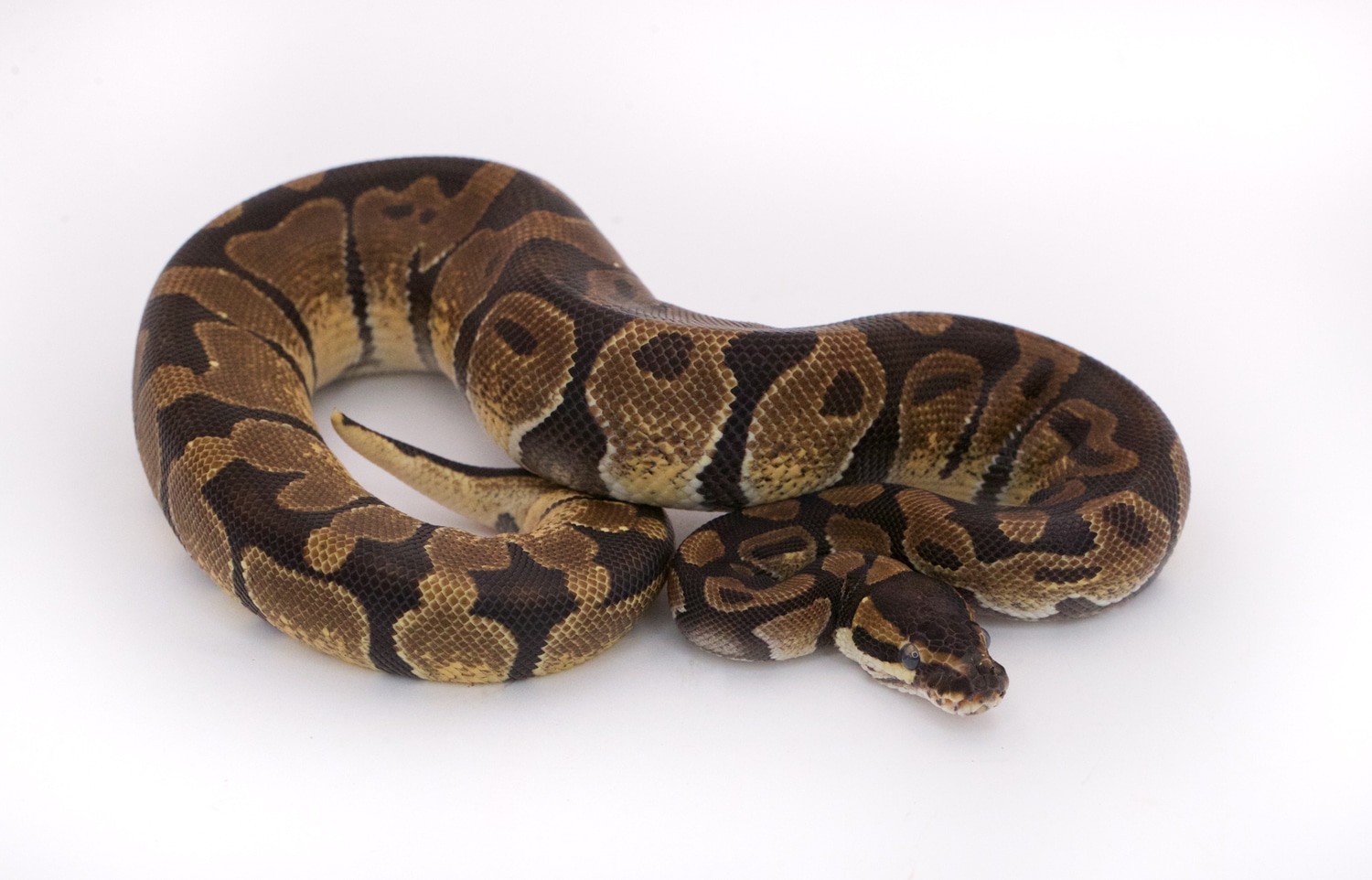 Enchi Het Candy Ball Python by Custom Scales - MorphMarket