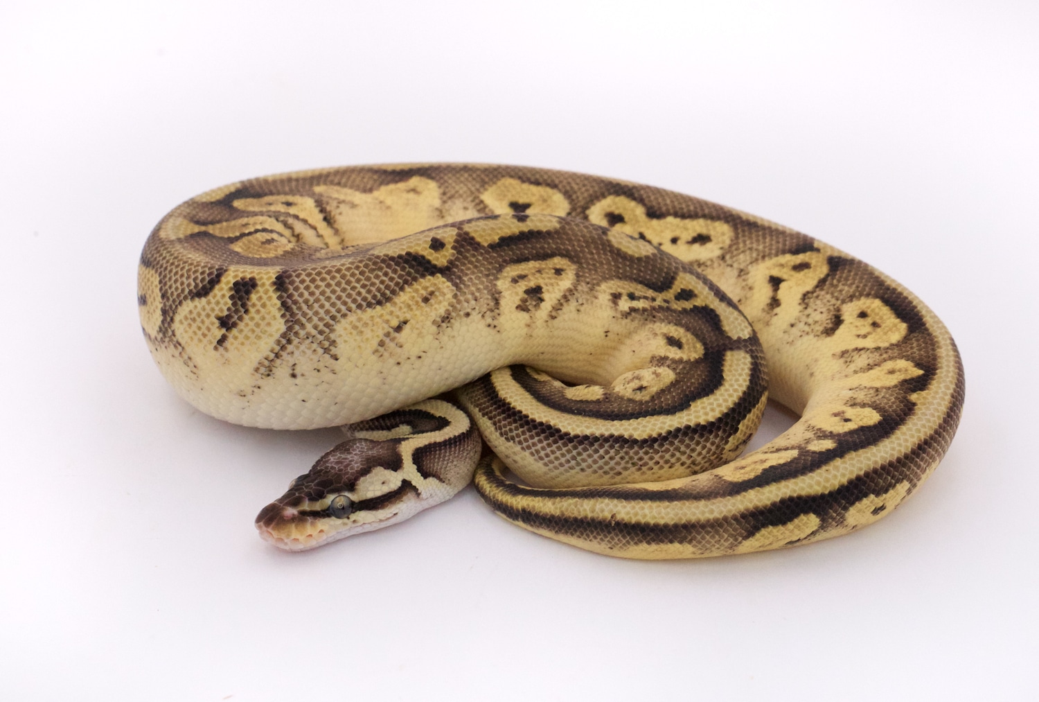 Super Pastel Bongo Het Pied Ball Python by Custom Scales - MorphMarket