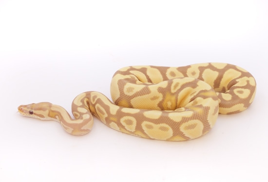 Candino Possible Het Pied Ball Python by Custom Scales