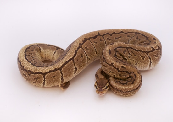 Fire Pinstripe Blackhead Ball Python by Custom Scales