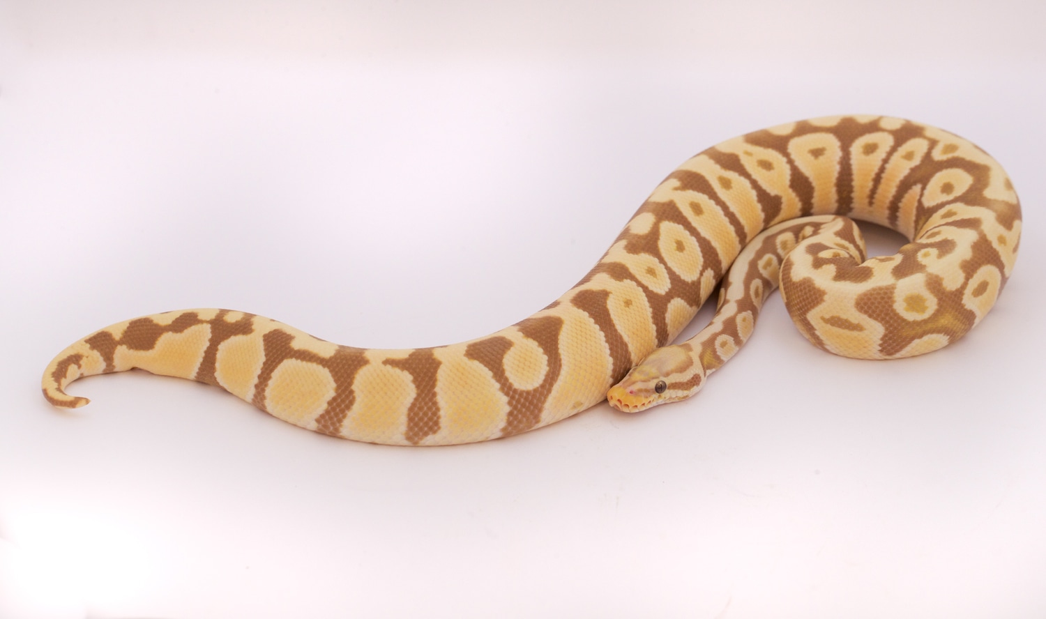 Candy Pastel Het Pied Ball Python by Custom Scales - MorphMarket