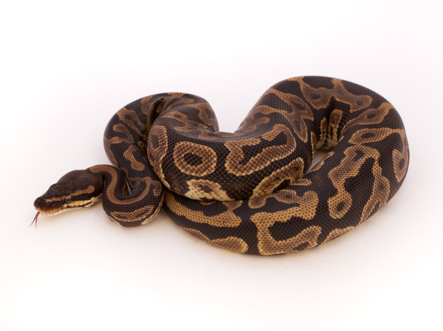 Leopard Het Candy Het Pied Ball Python by Custom Scales - MorphMarket