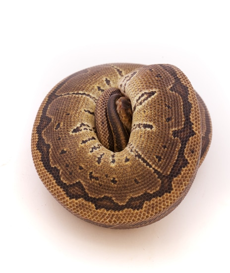 Blackhead Pinstripe Het Puzzle Ball Python by Custom Scales