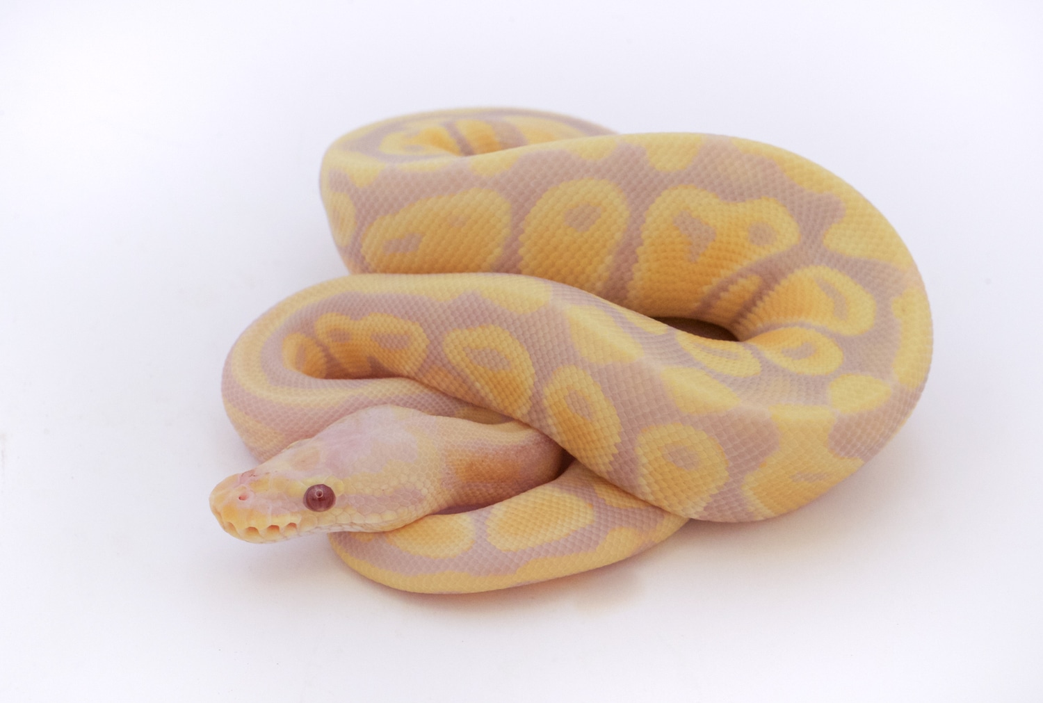 Pastel Candy Ball Python by Custom Scales - MorphMarket