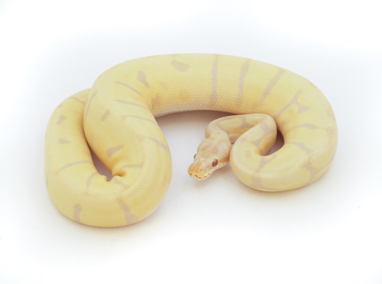 Spider Possible Leopard/Enchi Candino Ball Python by Custom Scales