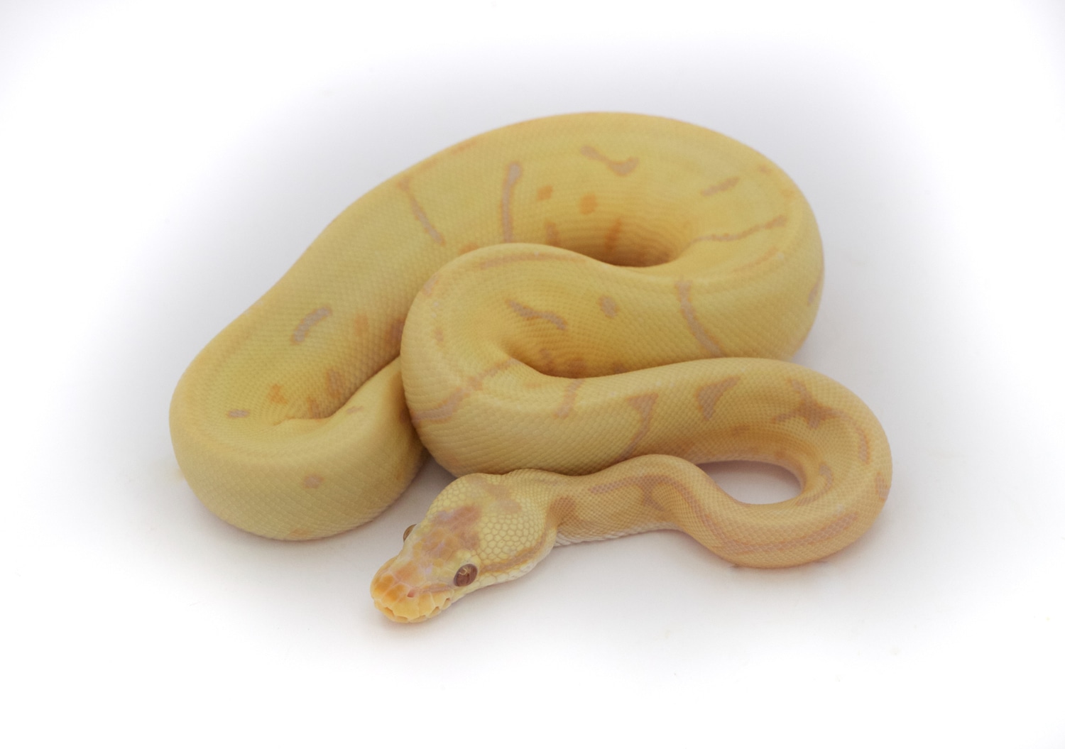 Possible Spider Leopard Enchi Candino Ball Python by Custom Scales ...